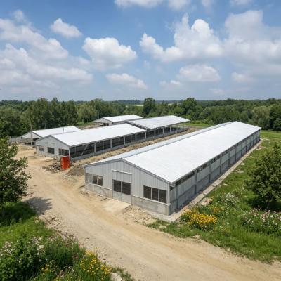 China Hot-Dip Galvanized Steel Chicken House Optimized Ventilation System for Fast Growth of Broilers for sale