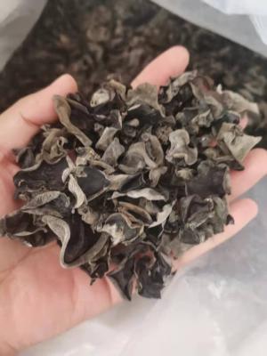 China COOL DRIED Storage Type Cultivated Dried Black Fungus for Traditional Chinese Medicin for sale