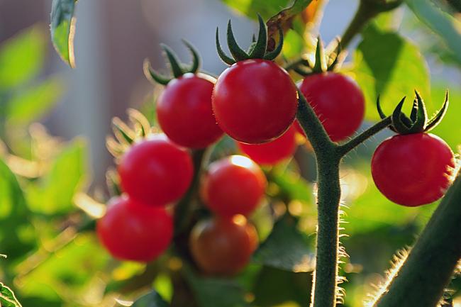 Fruit Tree Organic Amino Acid 80% Amino Acid Fertilizer For Plants 0