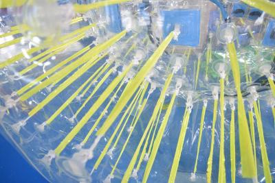 Cina Palla Shinning gonfiabile durevole di TPU o del PVC Zorb usata su Grassplot in vendita