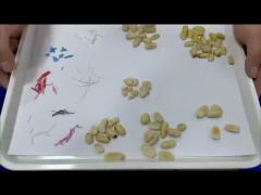 Peanut Sorting II
