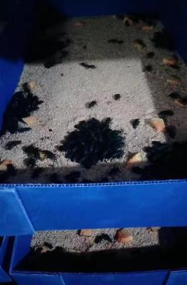 China Waterdichte pp Golfdoos Gele Blauwe kleur 80*40*10mm Te koop