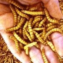 中国 フルーツの卵のための波形のプラスチックの箱を繁殖させている軽量のチャイロコメゴミムシダマシ 販売のため