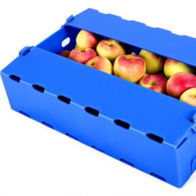 China 8kg a carga PP plásticos corrugou a caixa para a caixa da cavidade do retorno da embalagem do fruto do vegetariano à venda