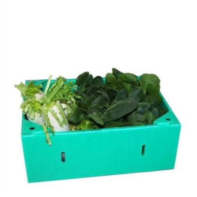 中国 環境保護の再生利用できる波形を付けられたプラスチック野菜フルーツのCoroplast箱 販売のため