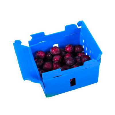 Cina Scatola d'imballaggio ondulata riciclabile di Coroplast del contenitore di plastica di frutta di Correx pp in vendita