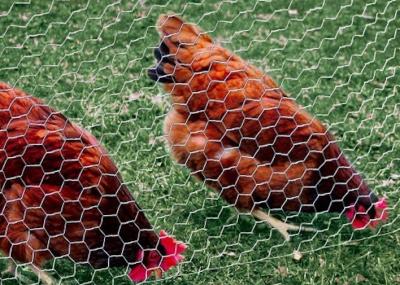 China 20 Messgerät galvanisiertes Geflügel, das 1 Zoll sechseckigen Maschendraht 4ft x 50ft fängt zu verkaufen