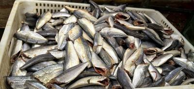 중국 냉동 말고래 HGT 7-9cm 18개월 유효기간 판매용