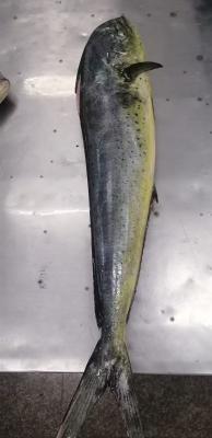 China Fillet Frozen Mahi Mahi Fish Frozen Mahi Mahi Fillet Perfect for Restaurants Food Distributors and Seafood Retailers for sale