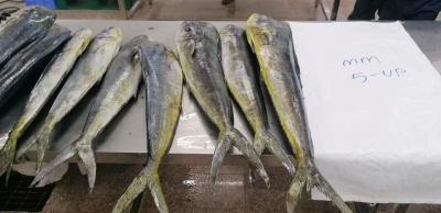 China Keep Frozen At -18°C Or Below Frozen Mahi Mahi Fillet Pinkish White Flesh Cut For Culinary Experts And Seafood Retailers for sale