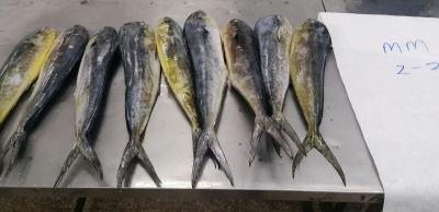 China Line Caught Frozen Mahi Mahi Frozen Mahi Mahi Fillets Contains Fish Ideal for Culinary Professionals and Seafood Markets for sale