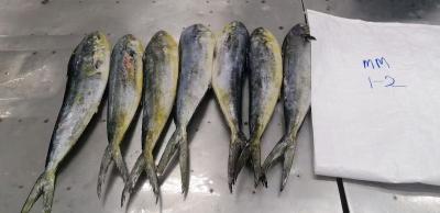 China Grilling Frozen Mahi Mahi Line Caught Fishing Method With Mild And Slightly Sweet Flavor Perfect For Foodservice Industry for sale