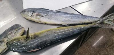 China Keep Frozen At -18°C Or Below Frozen Mahi Mahi Whole Round Sustainable Seafood Source For Chefs And Catering Businesses for sale
