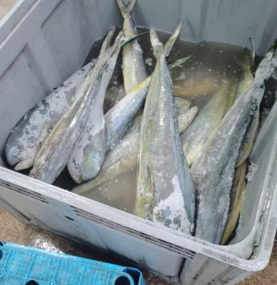 China Frozen Mahi Mahi jigger caught for sale