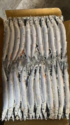 China 4# Pacific Saury 60 - 75g for sale