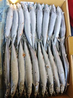 China 3# Pacific Saury 75 - 90g for sale