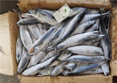 Cina Scomber japonicus sotto 18 lo sgombro congelato fresco di grado 300g in vendita