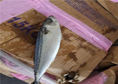 Cina Scomber japonicus sotto 18 lo sgombro congelato fresco di grado 300g in vendita