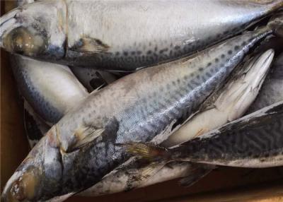Cina 90g BQF che congela lo sgombro congelato fresco del peso netto di 100% in vendita