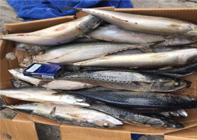 China Saúde alta - cavala congelada fresca pacífica da proteína 500G à venda