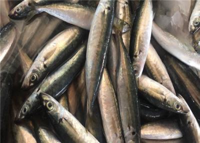 Decapterus Muroaji 60g 65g Fresh Frozen Mackerel For Bait