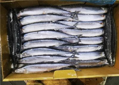 China 90g 100g Healthy Cololabis Saira Frozen Pacific Saury for sale