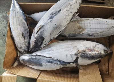 China Whole Round Frozen Skipjack Tuna for sale