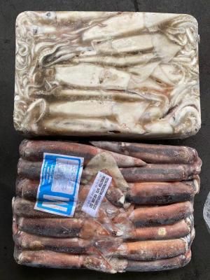 Cina BQF 200G 300G intero intorno al calamaro congelato fresco di illex in vendita