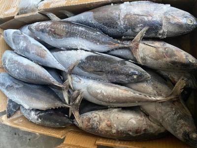 중국 팔려고 내놓 새로운 착륙 딜리셔스 100g 300g A+ 등급 동결된 가다랭이포 생선류 판매용