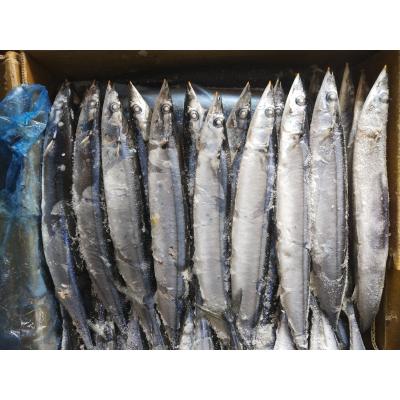 Cina Intero cololabis saira pacifico rotondo del pesce del luccio sauro congelato BQF di dimensione #3 in vendita