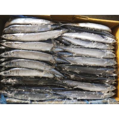 Cina Intero cololabis saira pacifico rotondo del pesce del luccio sauro congelato BQF di dimensione #3 in vendita