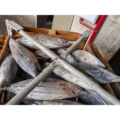 China Purse Seine Catch 4kg Up Frozen Skipjack Whole Round Tuna Fish For Canned Use for sale