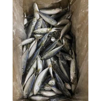 Cina Sgombri sani freschi 160 di IQF - esca di pesca congelata 180pcs/ctn in vendita