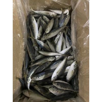 Cina Sgombri sani freschi 160 di IQF - esca di pesca congelata 180pcs/ctn in vendita