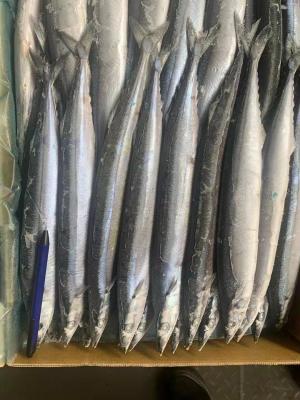 Κίνα Παγωμένα ειρηνικά Saury 2# BQF ψάρια με υψηλό - πρωτεΐνη προς πώληση