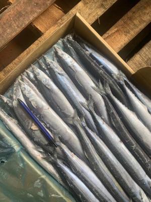 Κίνα Παγωμένα ειρηνικά Saury 2# BQF ψάρια με υψηλό - πρωτεΐνη προς πώληση