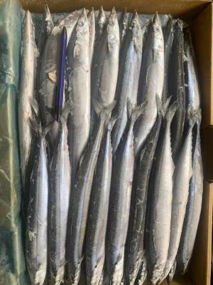 Κίνα Παγωμένα ειρηνικά Saury 2# BQF ψάρια με υψηλό - πρωτεΐνη προς πώληση