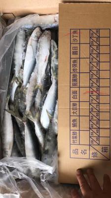 중국 다양한 맛과 해산물 선택으로 완벽한 신선 냉동 해산물을 찾아보세요 판매용