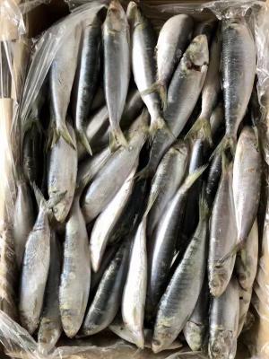 China Add Varies Mahi mahi Seafood to Your Restaurant's Menu for a Delicious and Healthy Option for sale