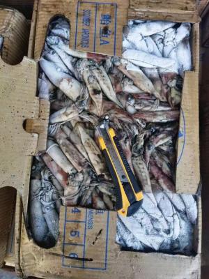 China Whole Round Good Color BQF Frozen Indian Squid 100g Down for sale