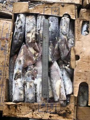 China Goede Kleuren Gehele Ronde BQF Bevroren Indische Pijlinktvis 100 - 300g Te koop