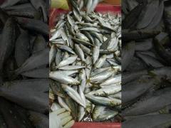 Migliori sardine congelate fresche di prezzo di vendita HGT della glassa naturale per inscatolare