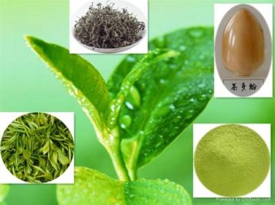China powder, granule, extracts for sale