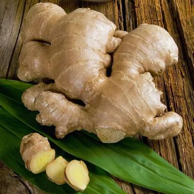 China Customized 10kg Organic High-quality Young Ginger Cold Storage China Supplier for Exporters for sale
