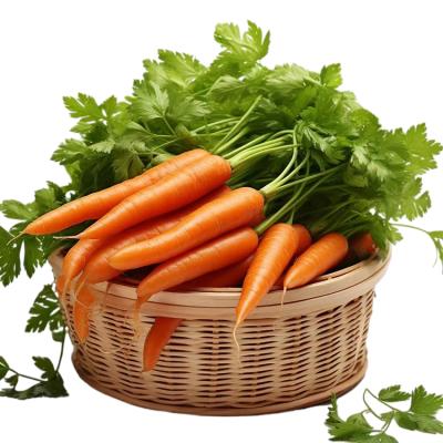 China High Quality Vegetable Water Washed Agricultural Product China Export Fresh Carrot for sale