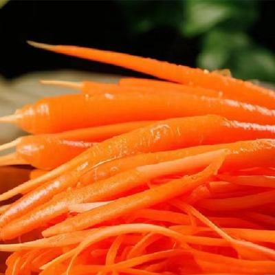 China Hot Sale Organic Fresh Carrot Shandong Origin Top Grade 2024 Crop Sweet Taste China Export Bulk Agricultural Product for sale