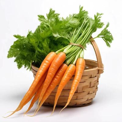 China High Quality Shandong Orange Carrot Top Grade Natural 100% Fresh Sweet Taste 2024 Crop RAINLAND Brand Healthy for sale