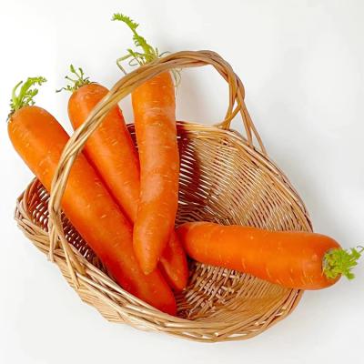 China Organic Shandong New Crop Fresh Carrots Clean Water Washed Top Grade Sweet Taste Vegetables for Export Rainland Brand for sale