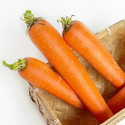 China Organic Fresh Carrots Shandong Origin High Quality Export Natural Cultivation 2024 Crop Sweet Taste Vegetables for Sale for sale