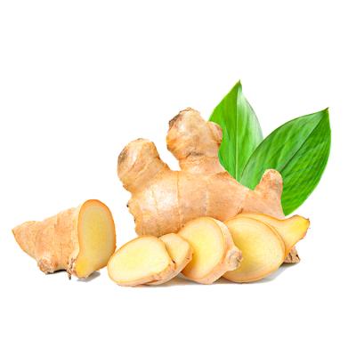 China Wholesale Chinese Organic Fresh Ginger High-quality Young Ginger From China Cold Storage for sale